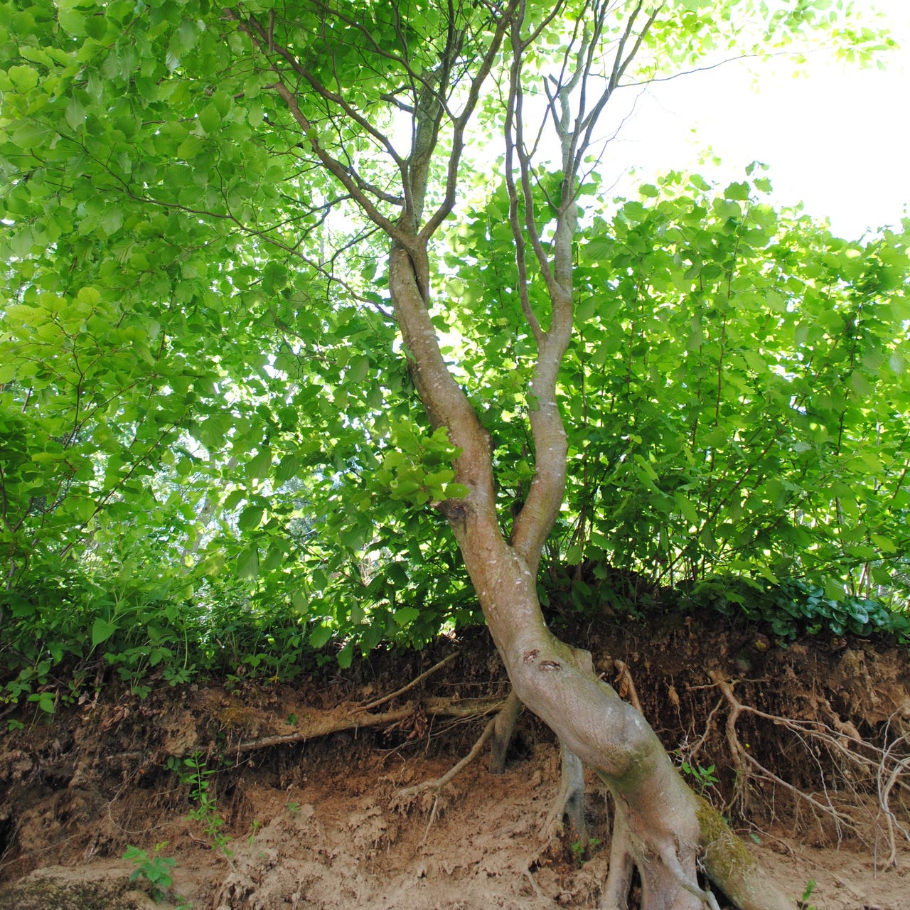 Privatleistungen von Dr. Fiona Kirk in Krumau am Kamp